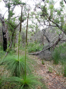 Fraser Island Great Walk
